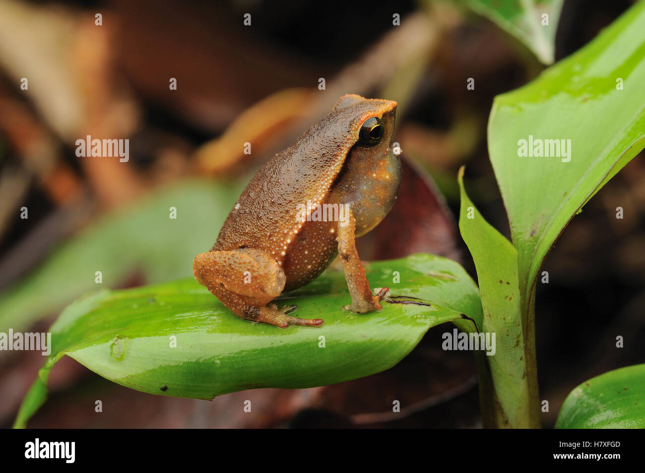 Variable Sticky Frog (Kalophrynus heterochirus) calling from a low ...
