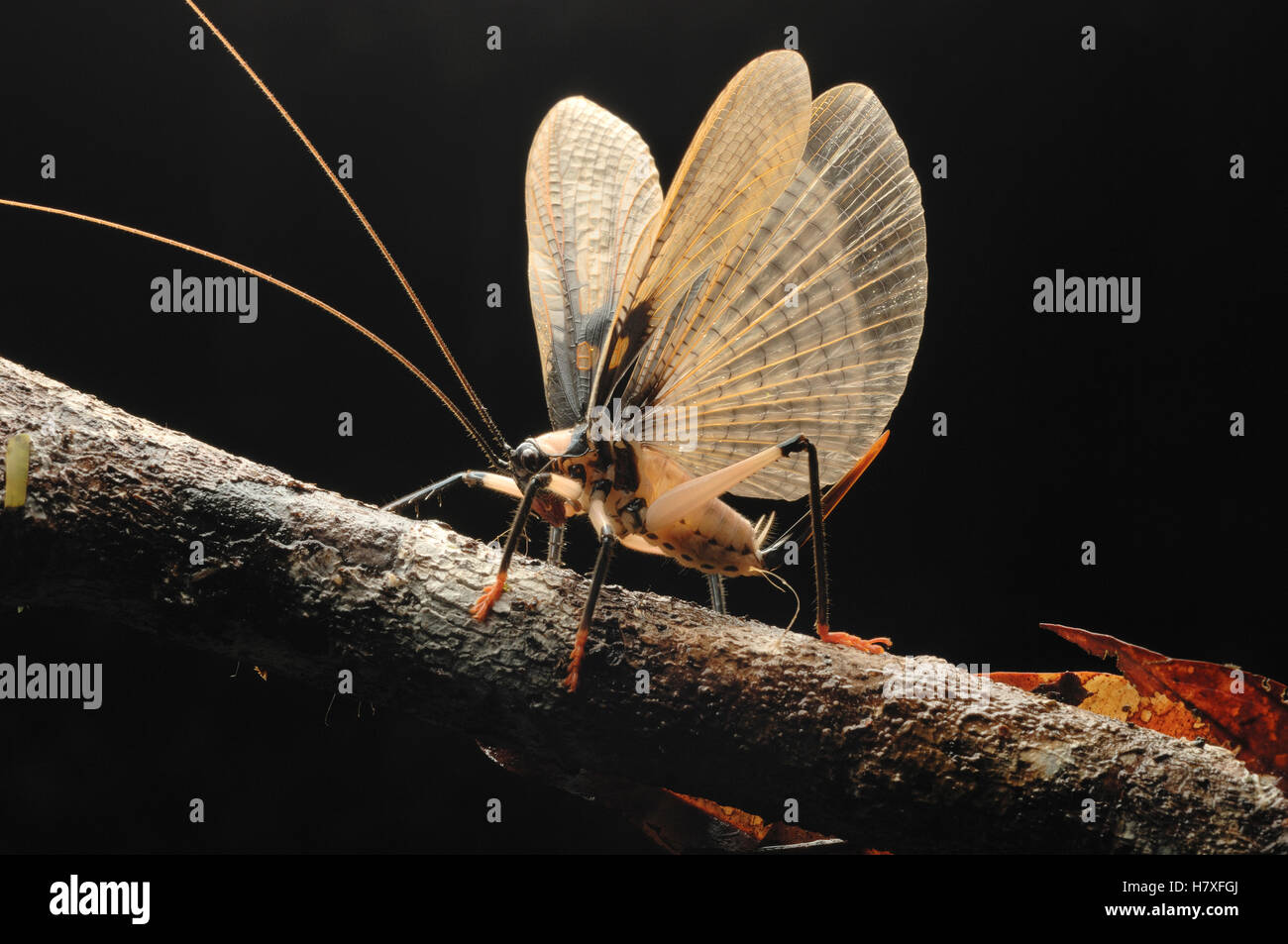 Raspy Cricket (Borneogryllacris borneoensis) raising its wings in a ...