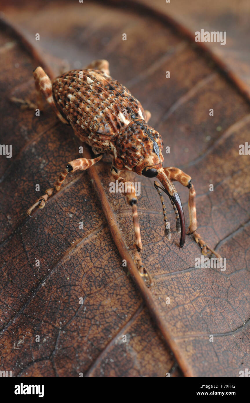 True Weevil (Curculionidae), Fraser's Hill, Malaysia Stock Photo - Alamy