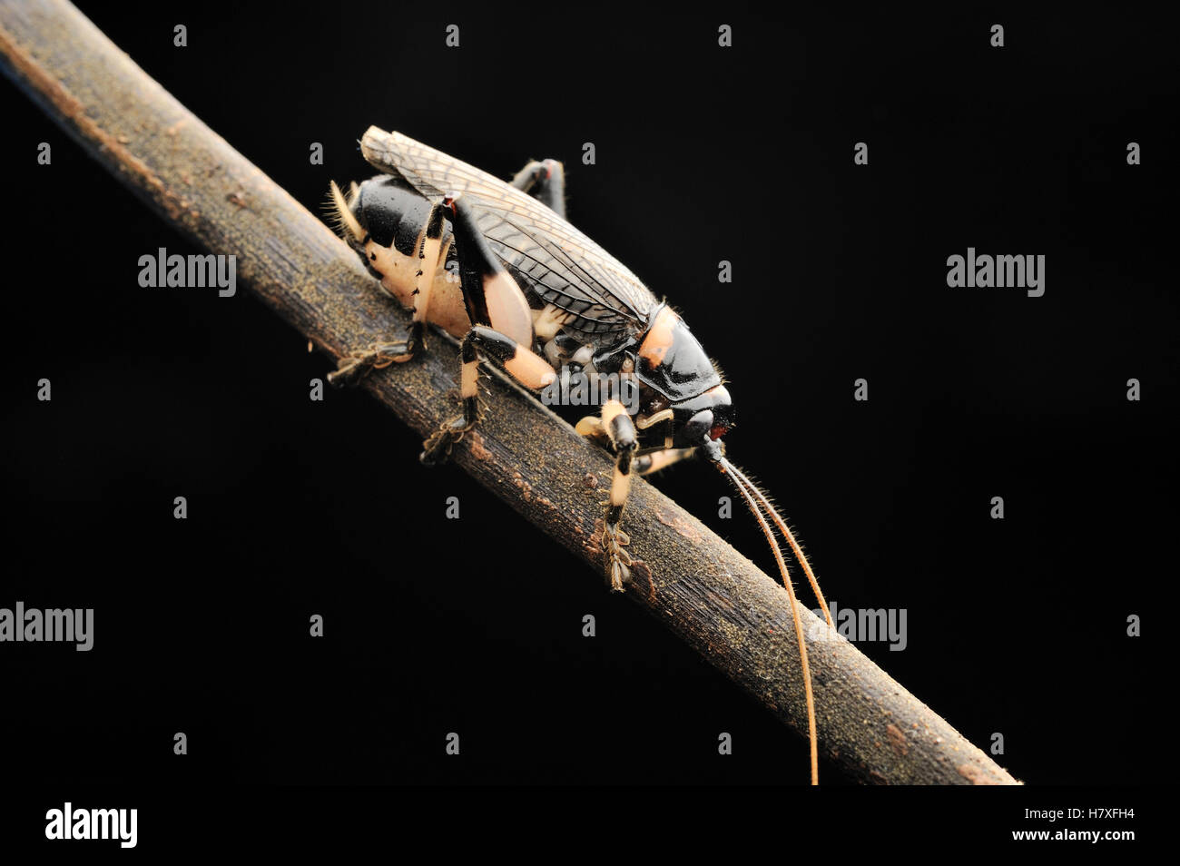 Raspy Cricket (Gryllacrididae), Fraser's Hill, Malaysia Stock Photo - Alamy