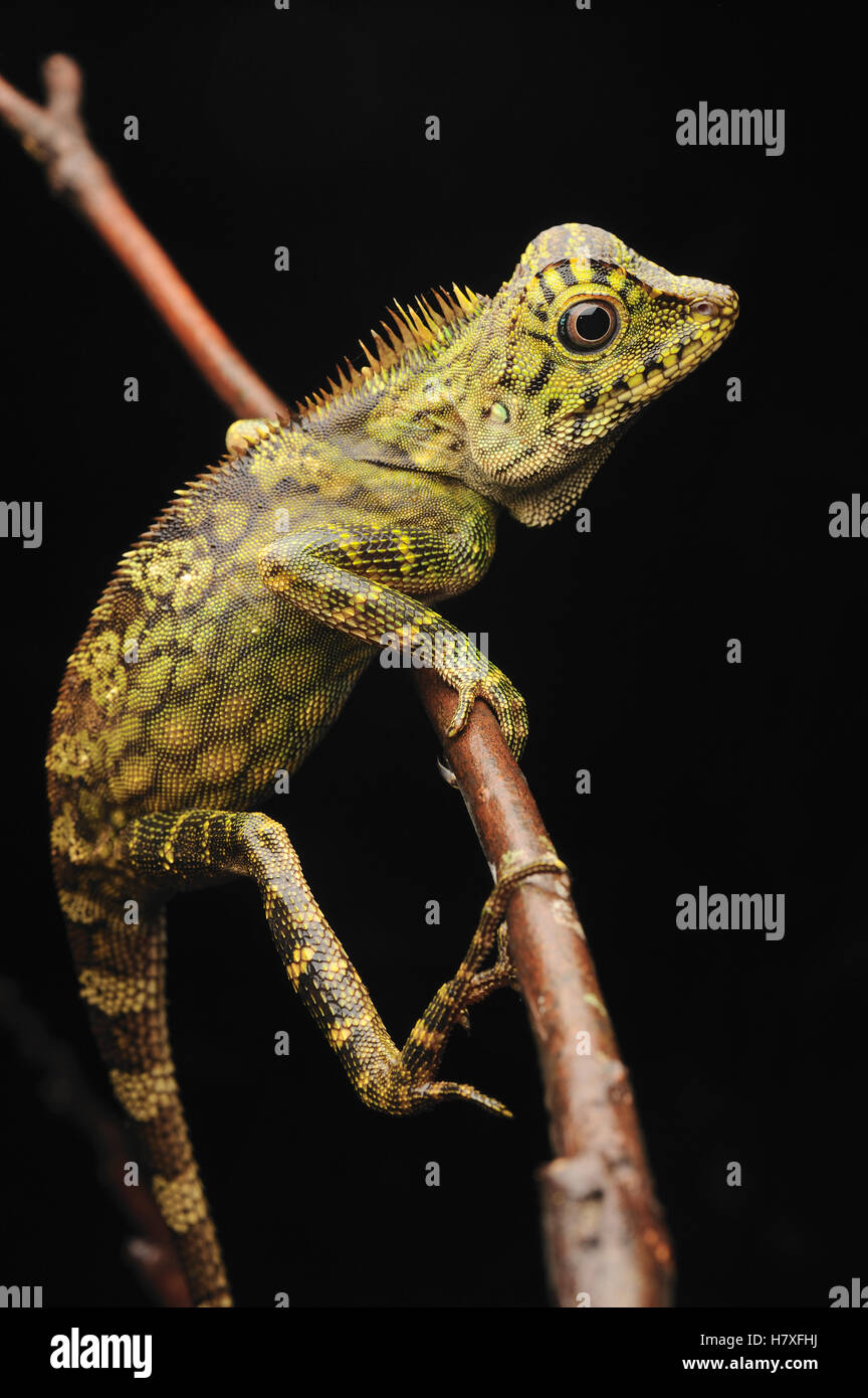 Borneo Anglehead Lizard (Gonocephalus bornensis), Danum Valley ...