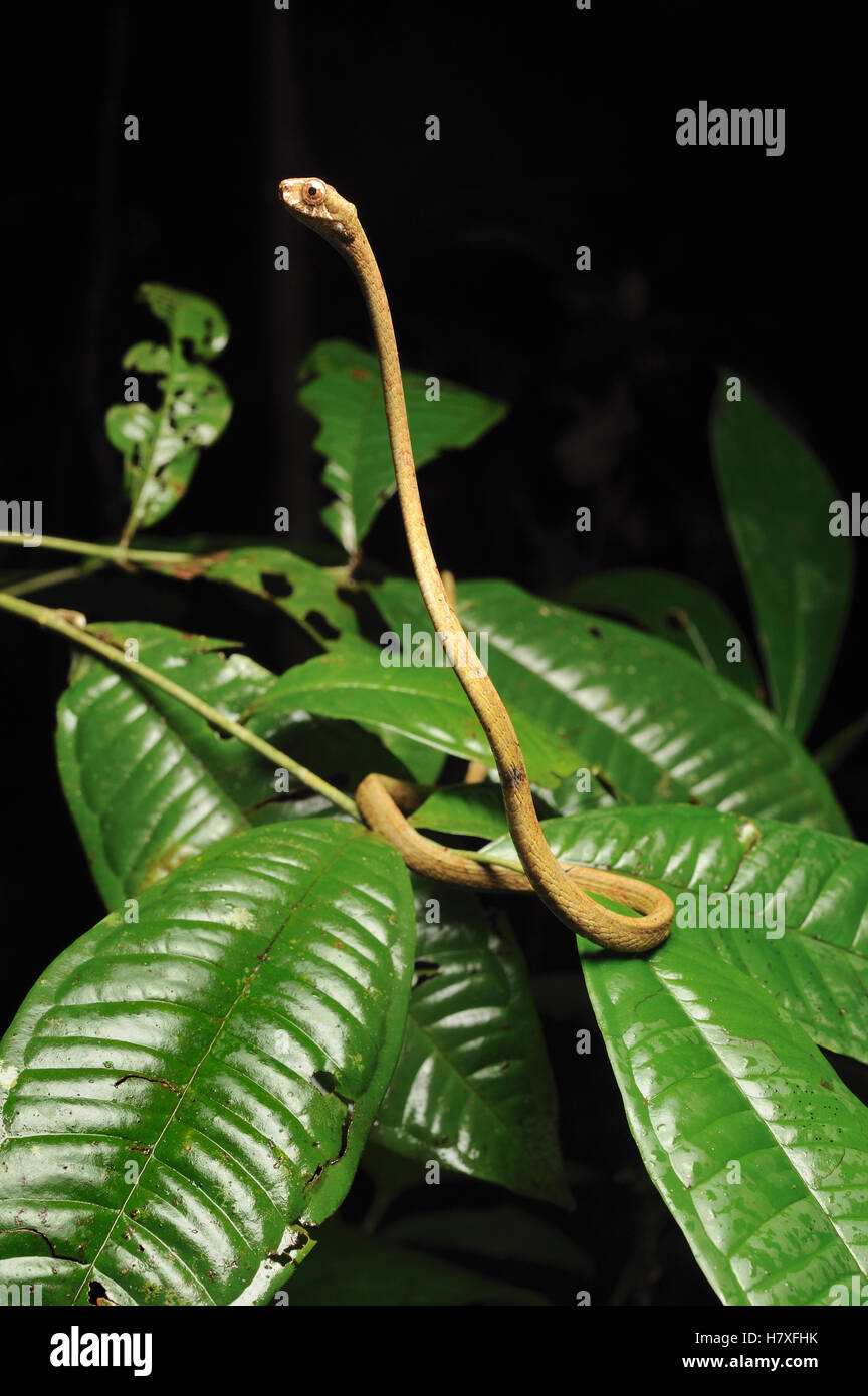 Blunthead Slug Snake (Aplopeltura boa) raising head, Danum Valley ...