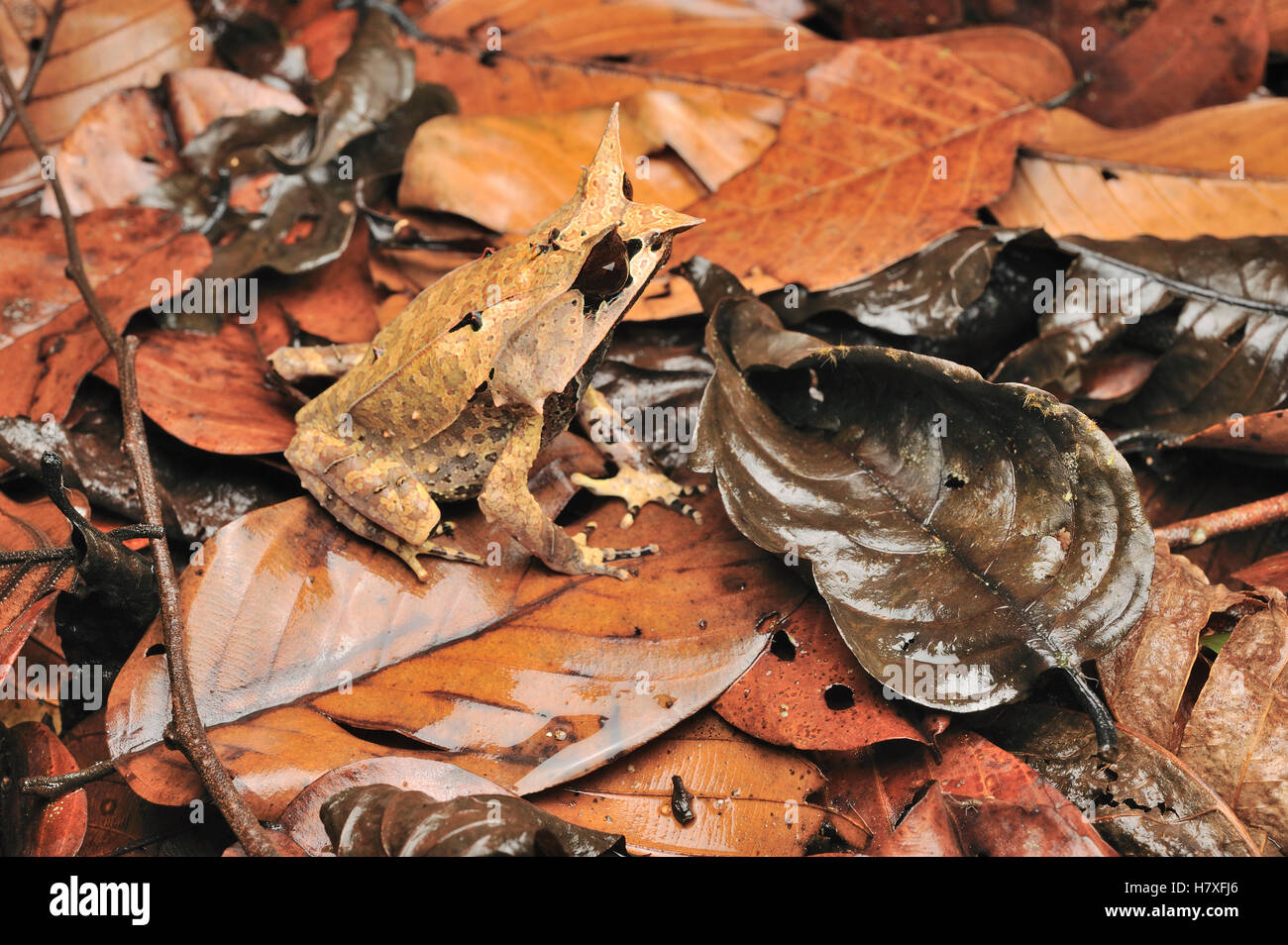 Asian Horned Frog (Megophrys nasuta) camouflaged in leaf litter, Danum ...