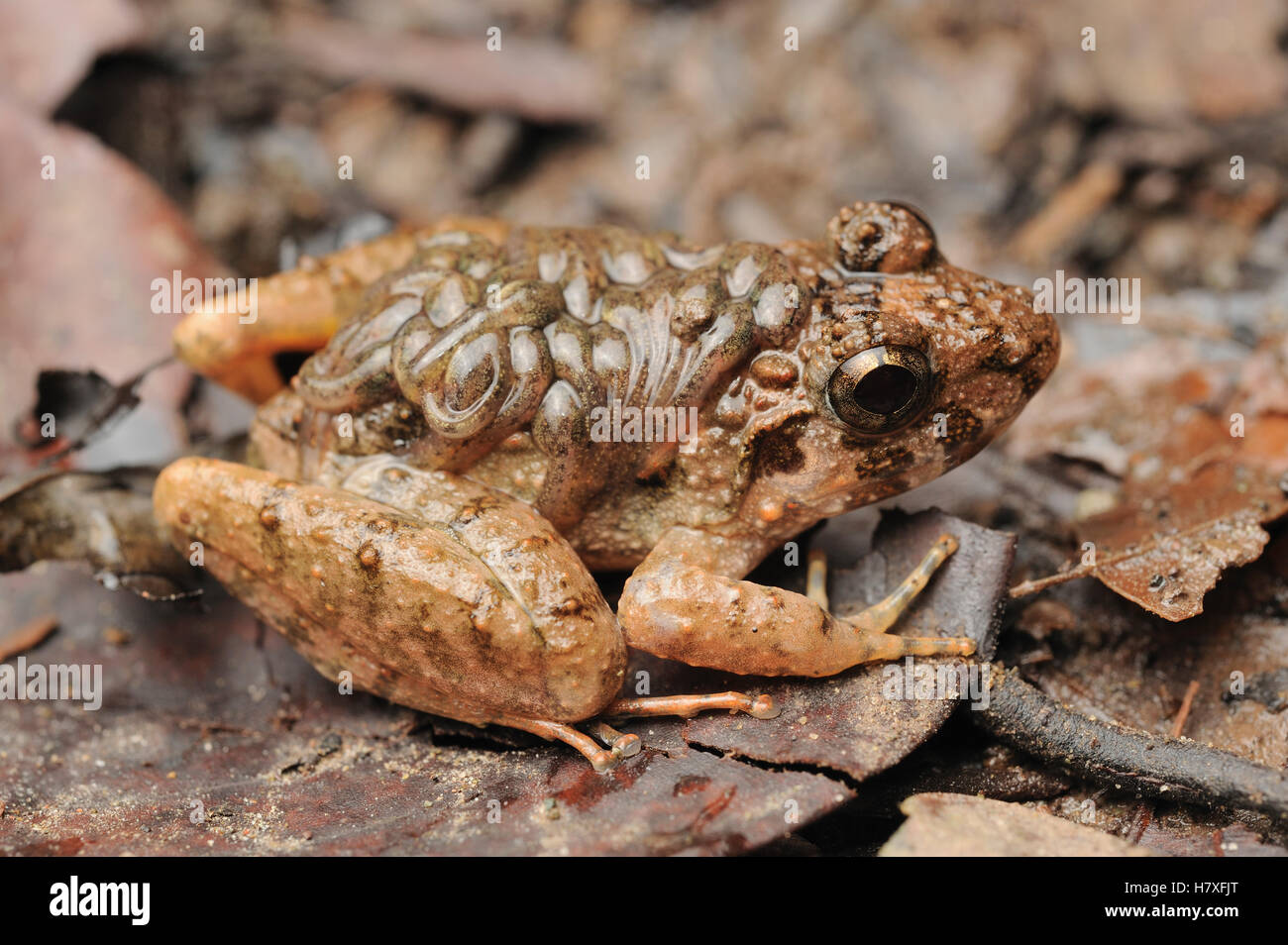 Rough Guardian Frog (Limnonectes finchi) male transporting tadpoles to ...