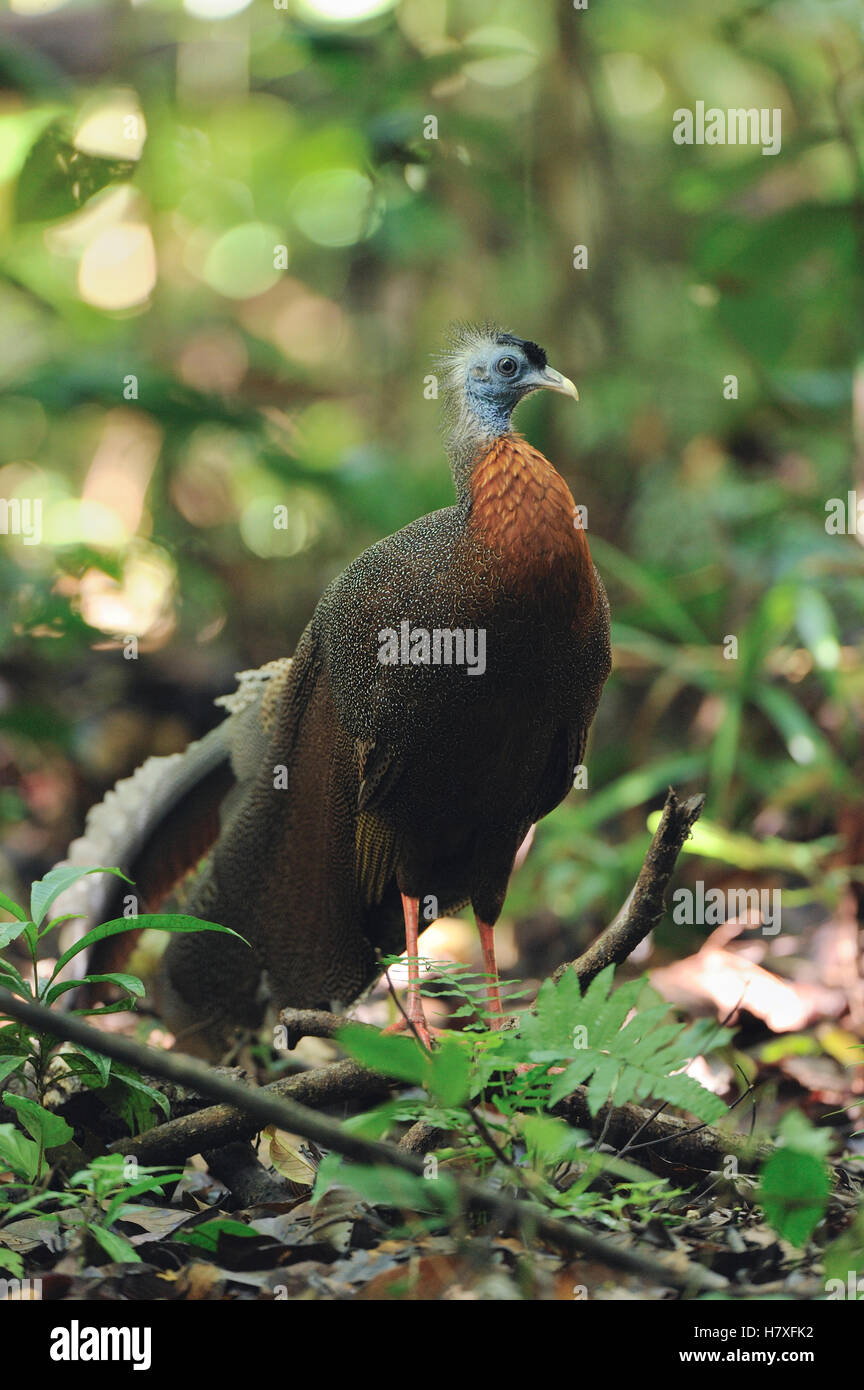 Great Argus Pheasant (Argusianus argus) male, Danum Valley Conservation ...