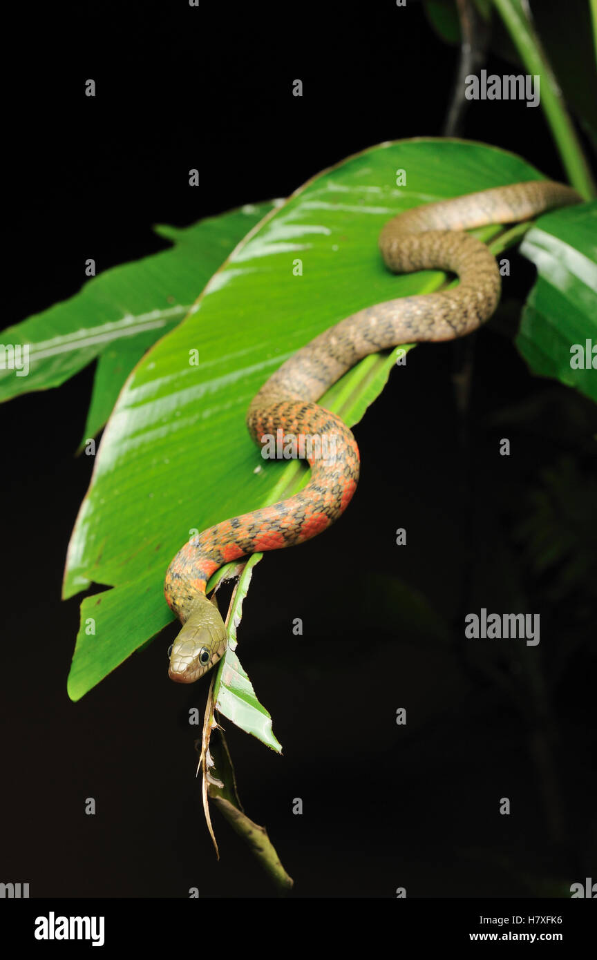 Triangle Keelback (Xenochrophis trianguligerus) snake, Danum Valley ...