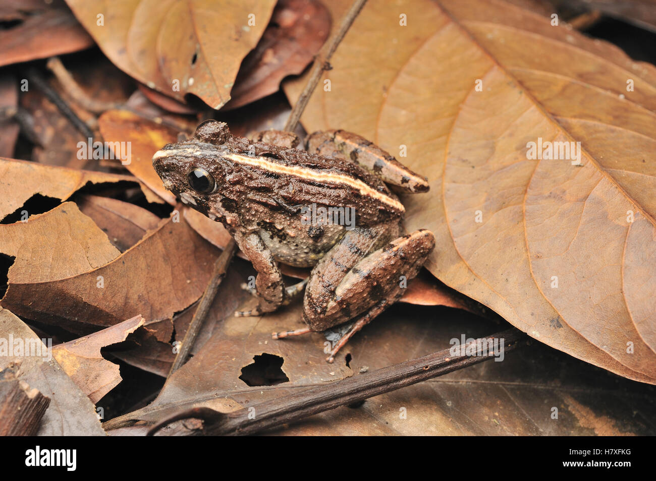 Boie's Wart Frog (Fejervarya limnocharis) camouflaged on forest floor ...