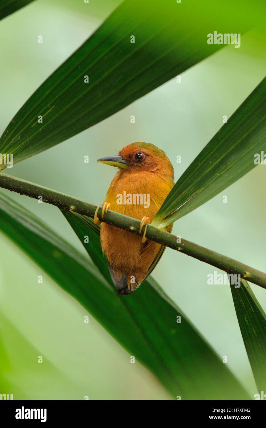 Rufous Piculet (Sasia abnormis) on a spiny rattan petiole, Sepilok ...