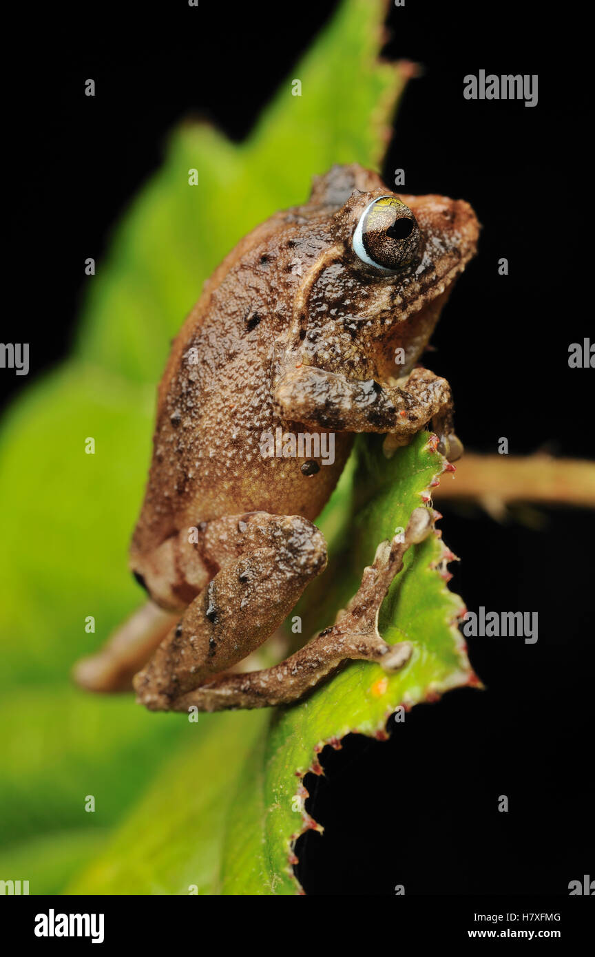 Shrub Frog (Philautus sp), Mount Kinabalu National Park, Borneo ...
