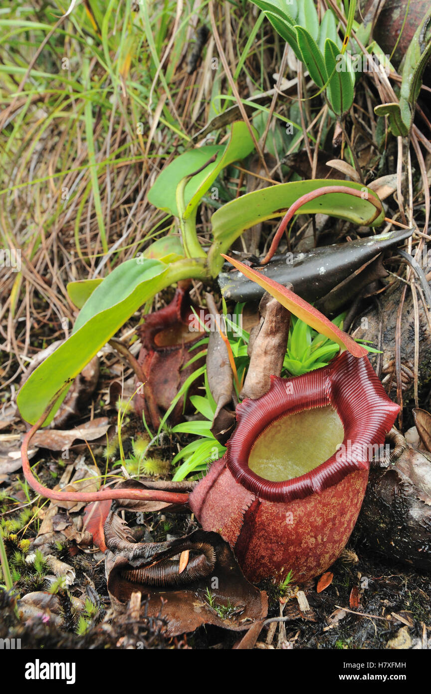 Pitcher Plant (Nepenthes rajah) world's largest variety, Mount Kinabalu ...