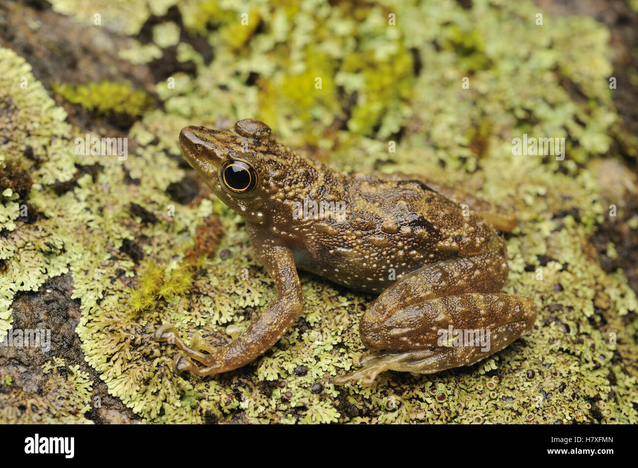 Borneo Splash Frog (Staurois tuberilinguis), Mount Kinabalu National ...