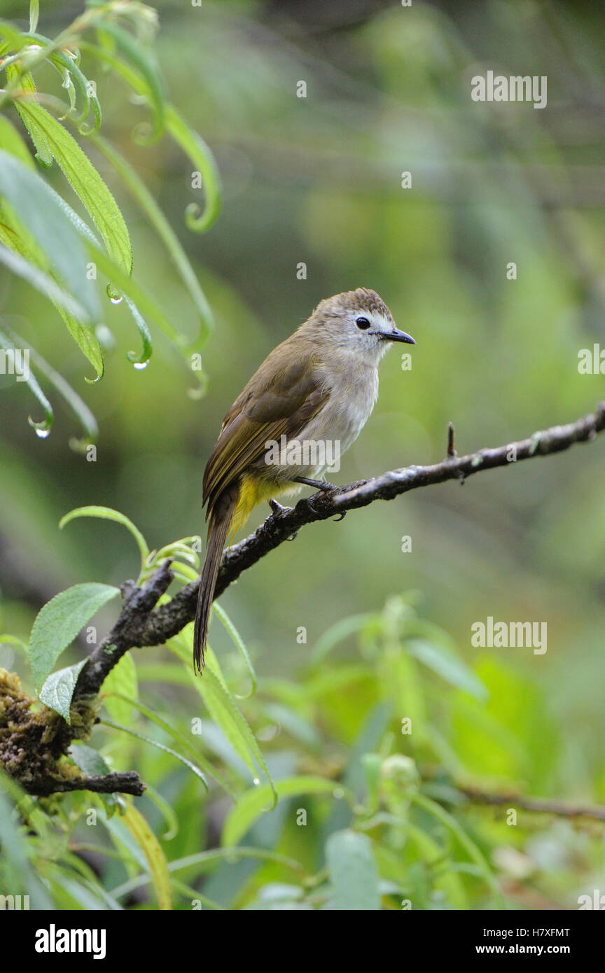 Flavescent Bulbul (Pycnonotus flavescens), Mount Kinabalu National Park ...
