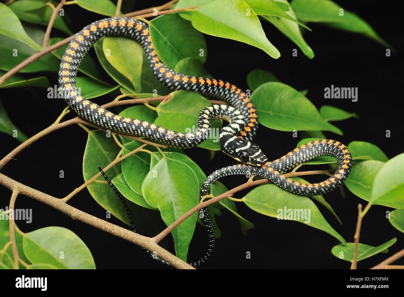 Paradise Tree Snake (Chrysopelea paradisi), Kuching, Borneo, Malaysia Stock Photo - Alamy