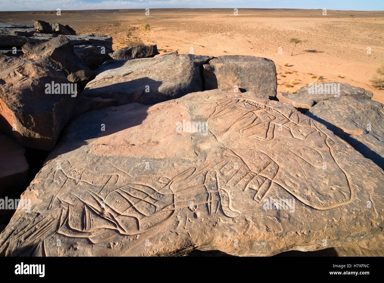 Stone engravings, Libyan Desert, Libya Stock Photo - Alamy