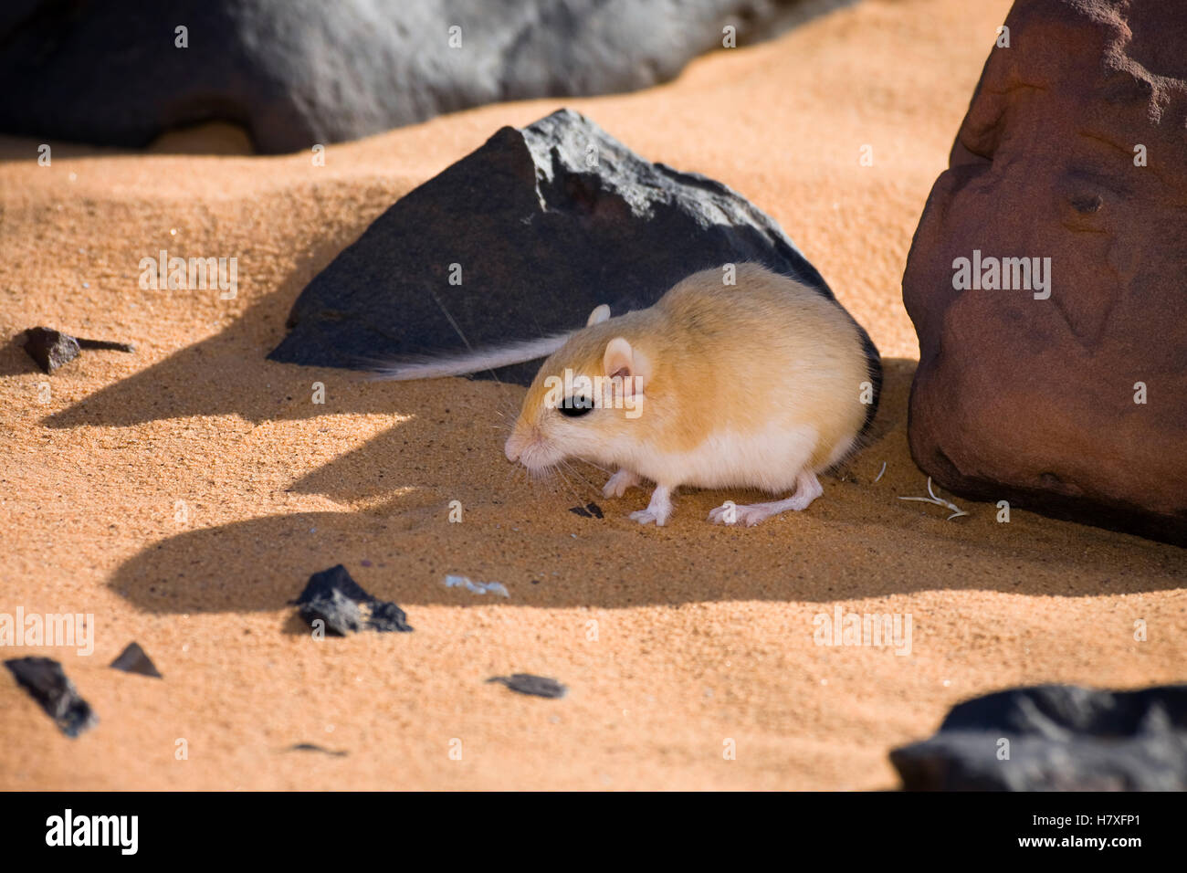 Jird (Meriones sp) resting in shadow of rock, Libya Stock Photo - Alamy