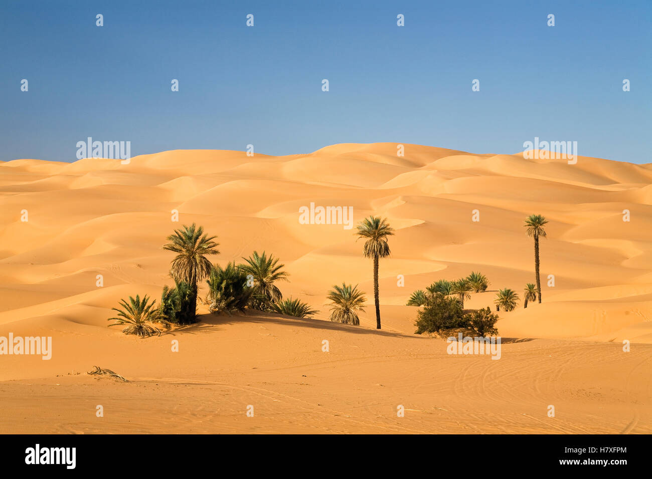 Date Palm (Phoenix sp) cluster at oasis, Umm-al-Maa, Libya Stock Photo ...