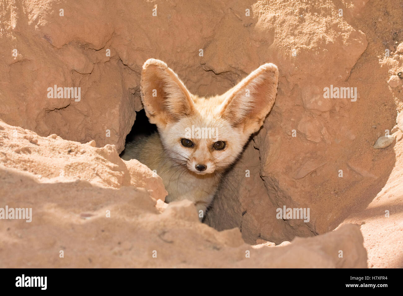 Fennec Fox (Vulpes zerda) emerging from burrow, Libya Stock Photo - Alamy