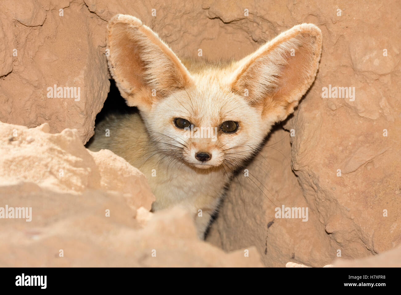 Fennec Fox (Vulpes zerda) looking out of den, Libya Stock Photo - Alamy