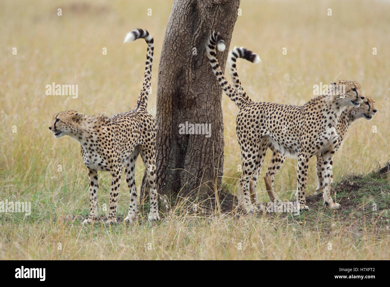 Cheetah (Acinonyx jubatus) sub-adult males marking tree, Masai Mara ...