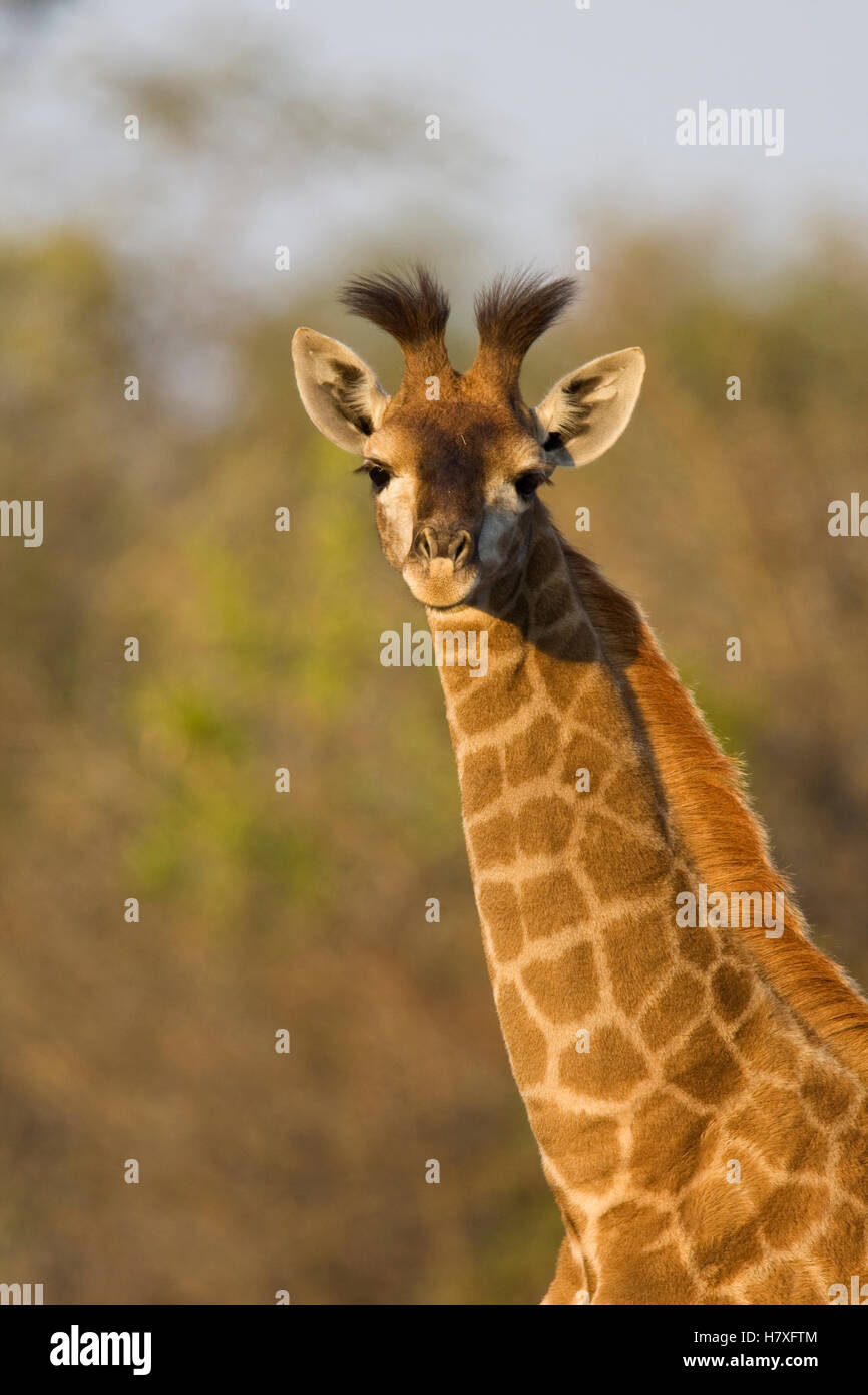 Nubian Giraffe (Giraffa camelopardalis camelopardalis) calf, Mala Mala ...