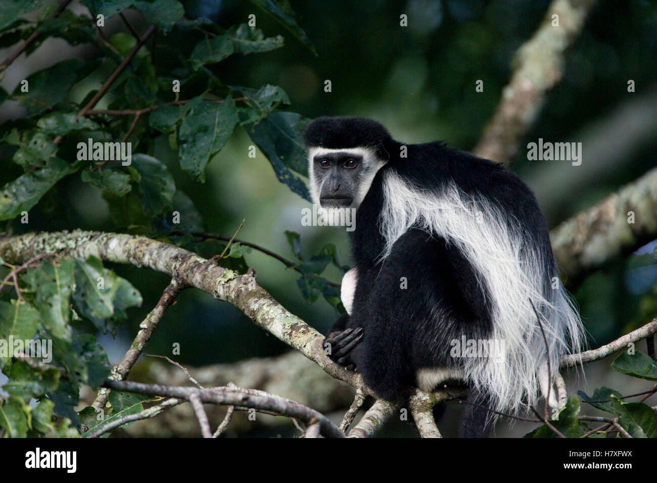 Mantled Colobus (Colobus guereza), Kibale Forest, Uganda Stock Photo ...