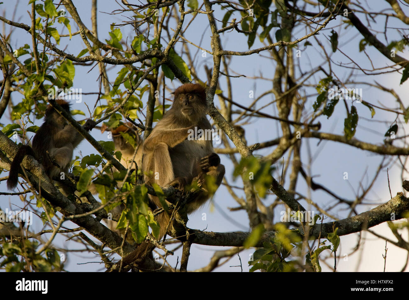 Western Red Colobus (Procolobus badius) pair in trees, Kibale Forest ...