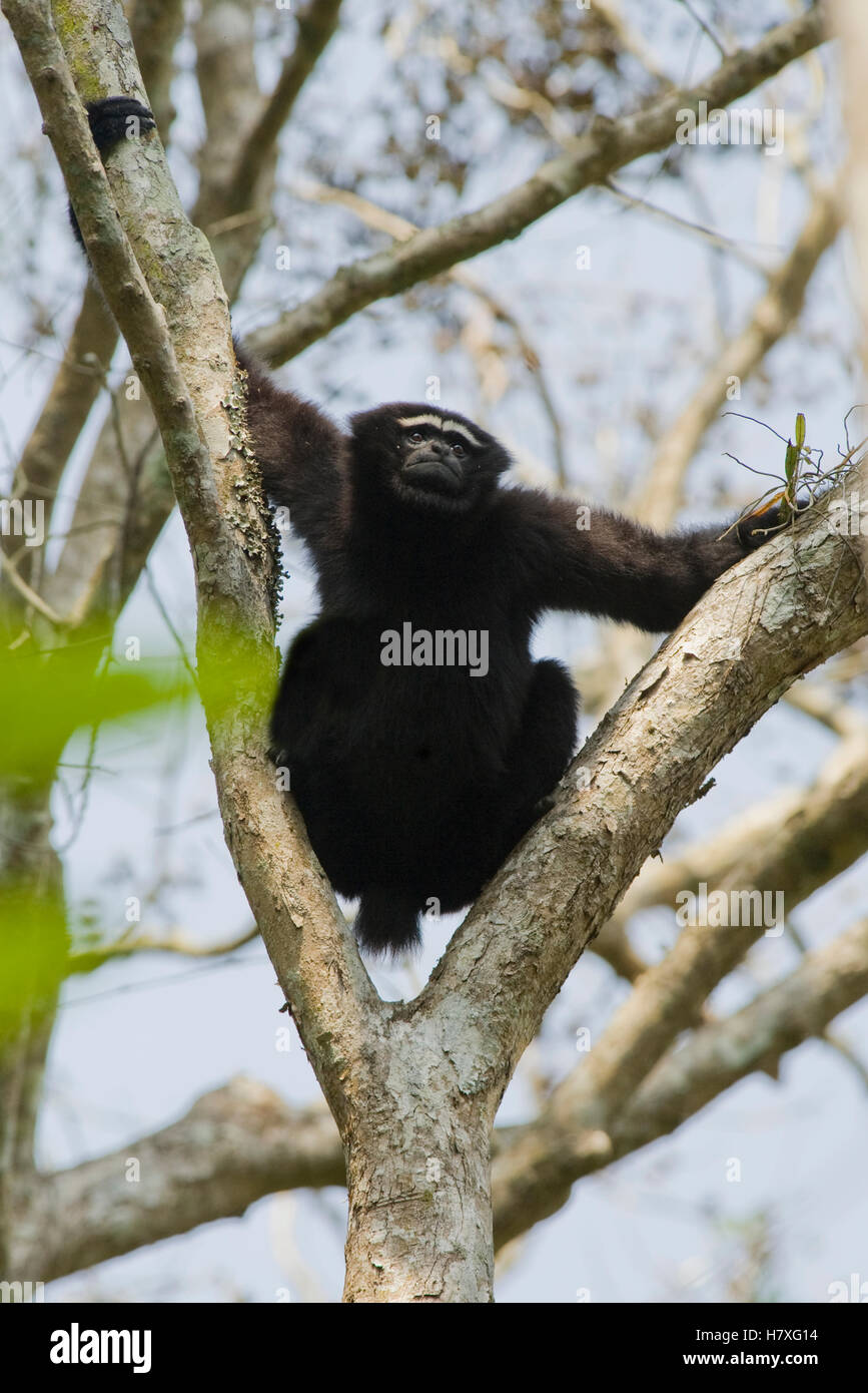 Hoolock Gibbon (Hylobates hoolock) male in tree, Gibbon Wildlife ...