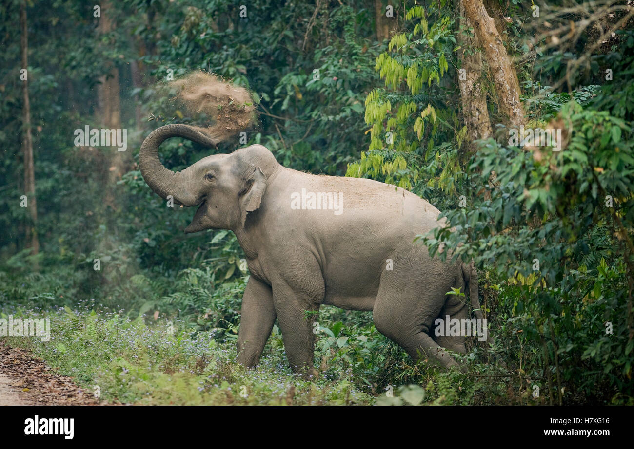 Asian Elephant (Elephas maximus) throwing sand onto its back, Gibbon ...
