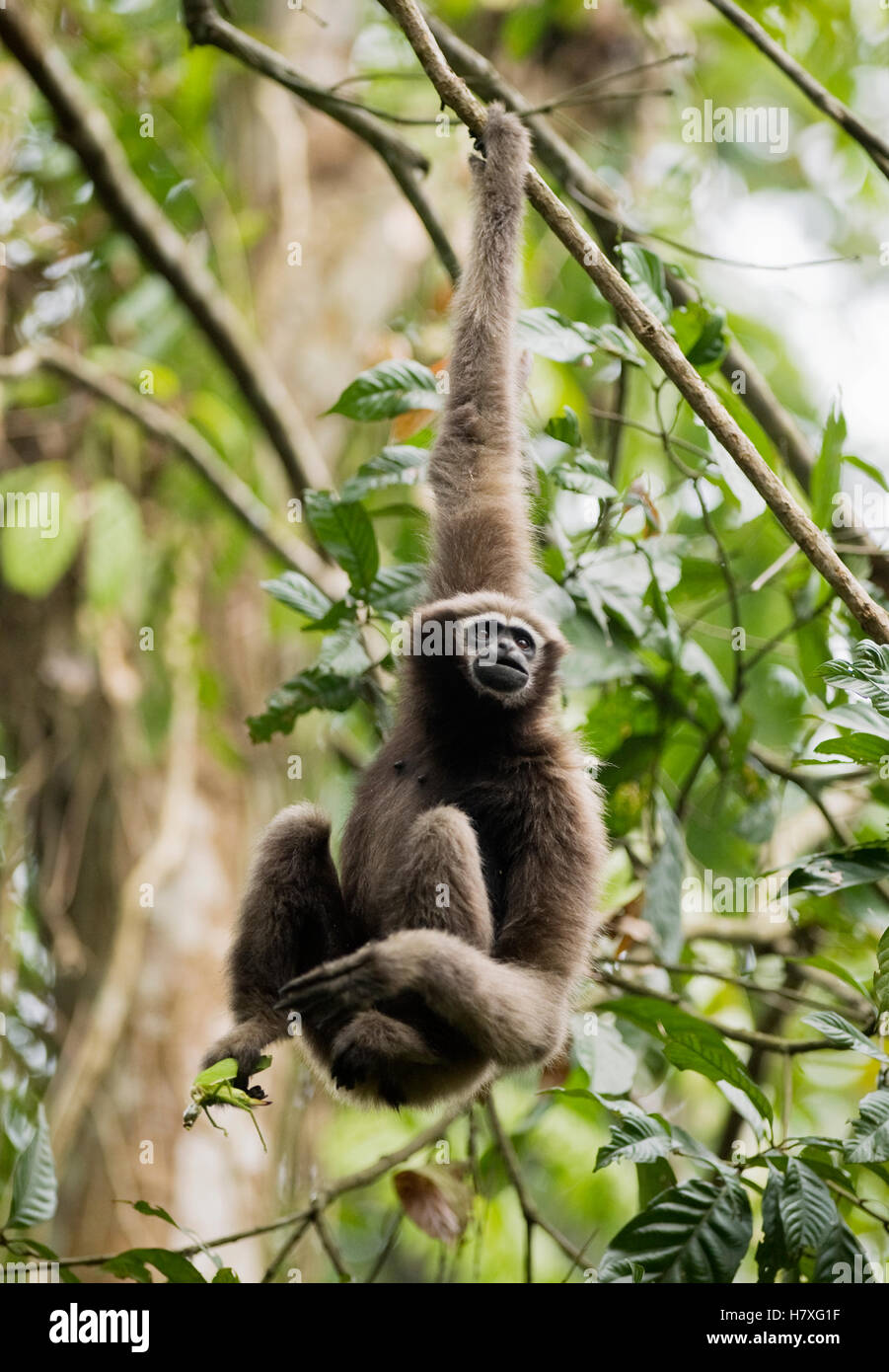 Gibbon wildlife sanctuary hi-res stock photography and images - Alamy