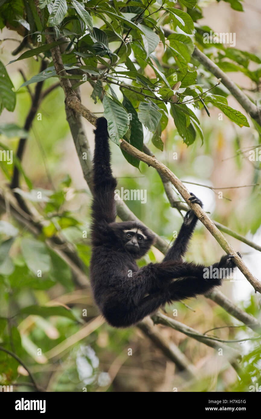 Hoolock Gibbon (Hylobates hoolock) sub-adult male, Gibbon Wildlife ...