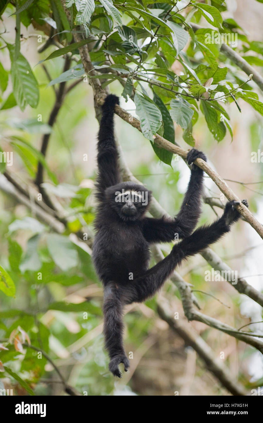 Hoolock Gibbon (Hylobates hoolock) sub-adult male, Gibbon Wildlife ...