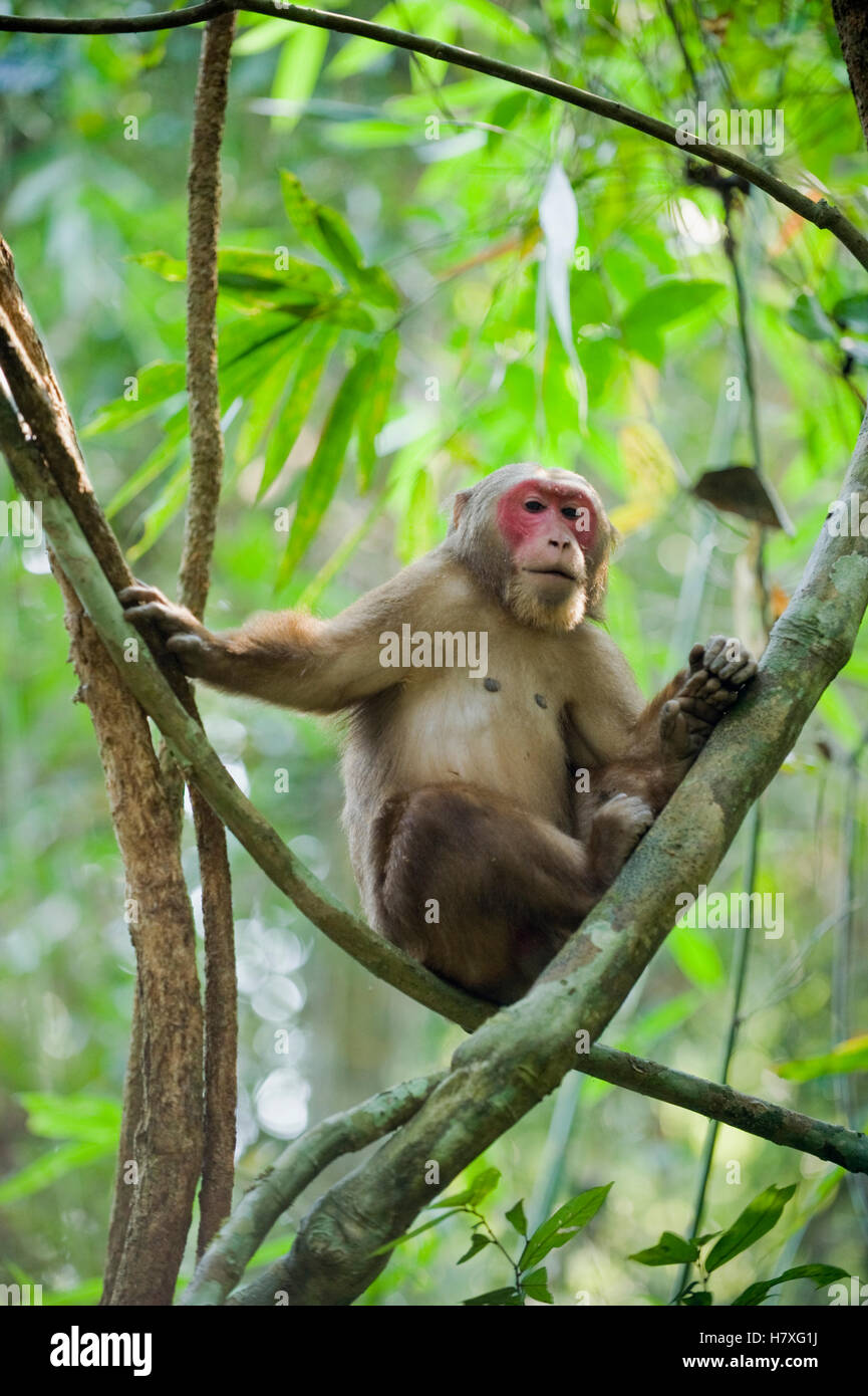 Stump-tailed Macaque (Macaca arctoides), Gibbon Wildlife Sanctuary ...