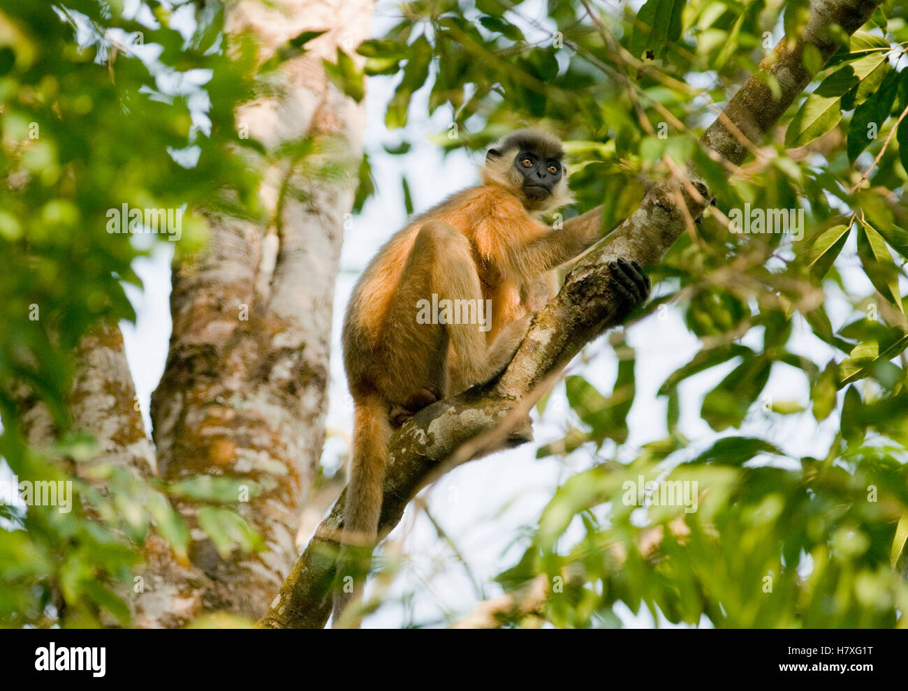 Capped Langur (Trachypithecus pileatus), Gibbon Wildlife Sanctuary ...