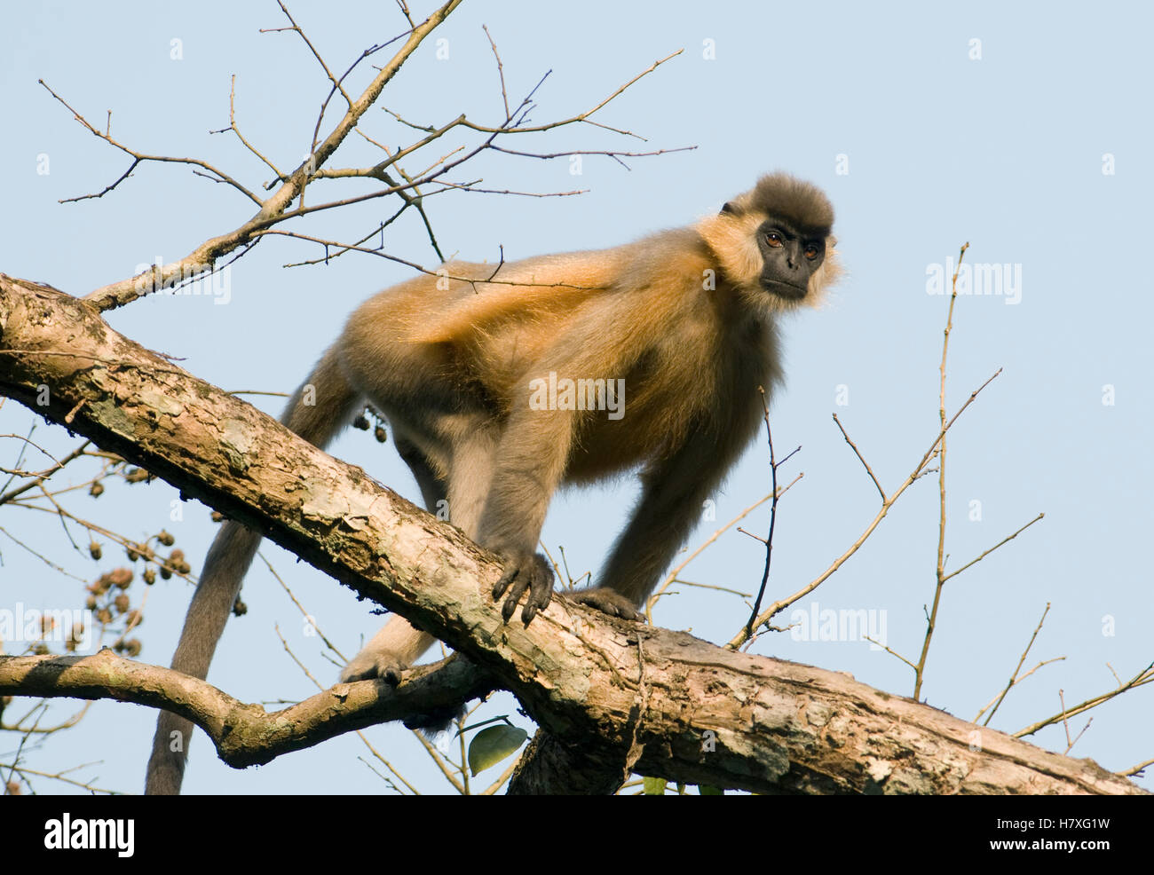 Capped Langur (Trachypithecus pileatus) in tree, Gibbon Wildlife ...