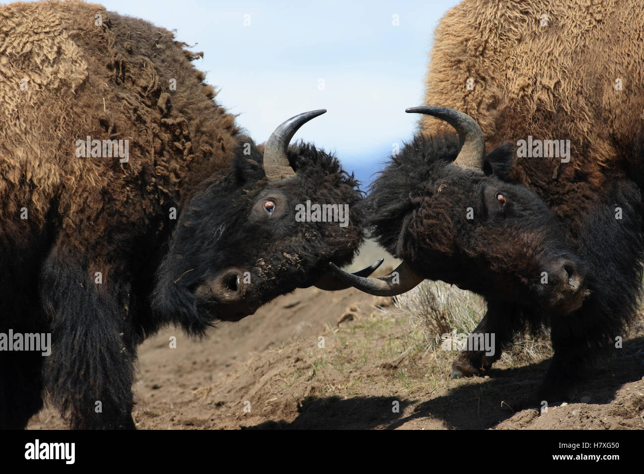 Bull bison fighting High Resolution Stock Photography and Images - Alamy