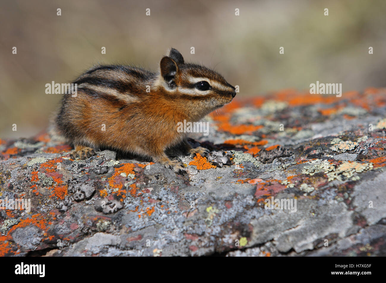 Least Chipmunk (Tamias minimus), Glacier National Park, Montana Stock ...