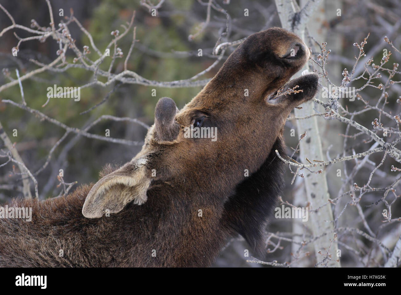 Moose (Alces alces shirasi) sub-adult bull browsing, Glacier National ...