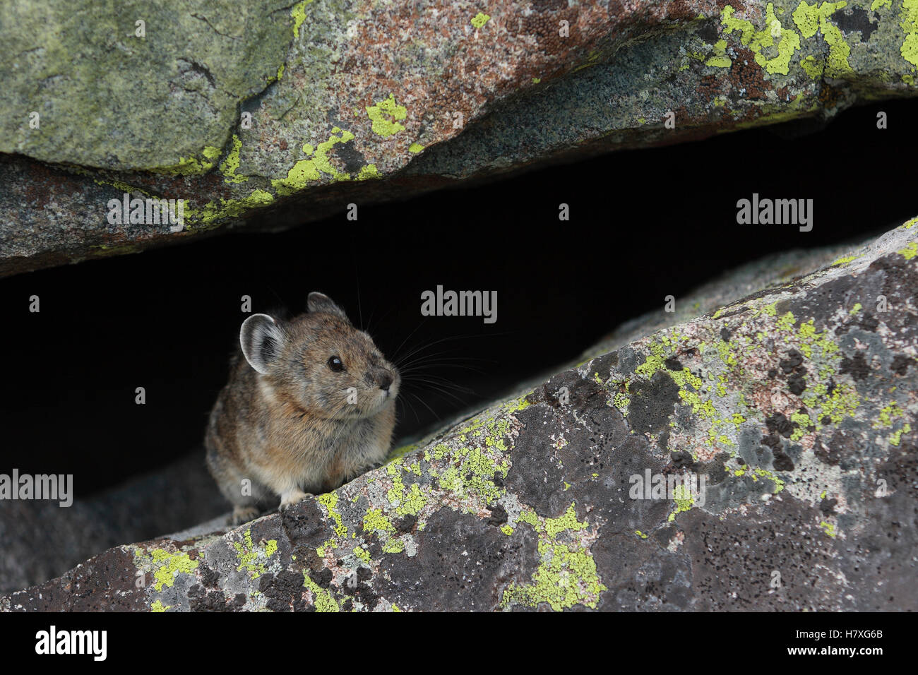 American Pika (Ochotona princeps), Glacier National Park, Montana Stock ...