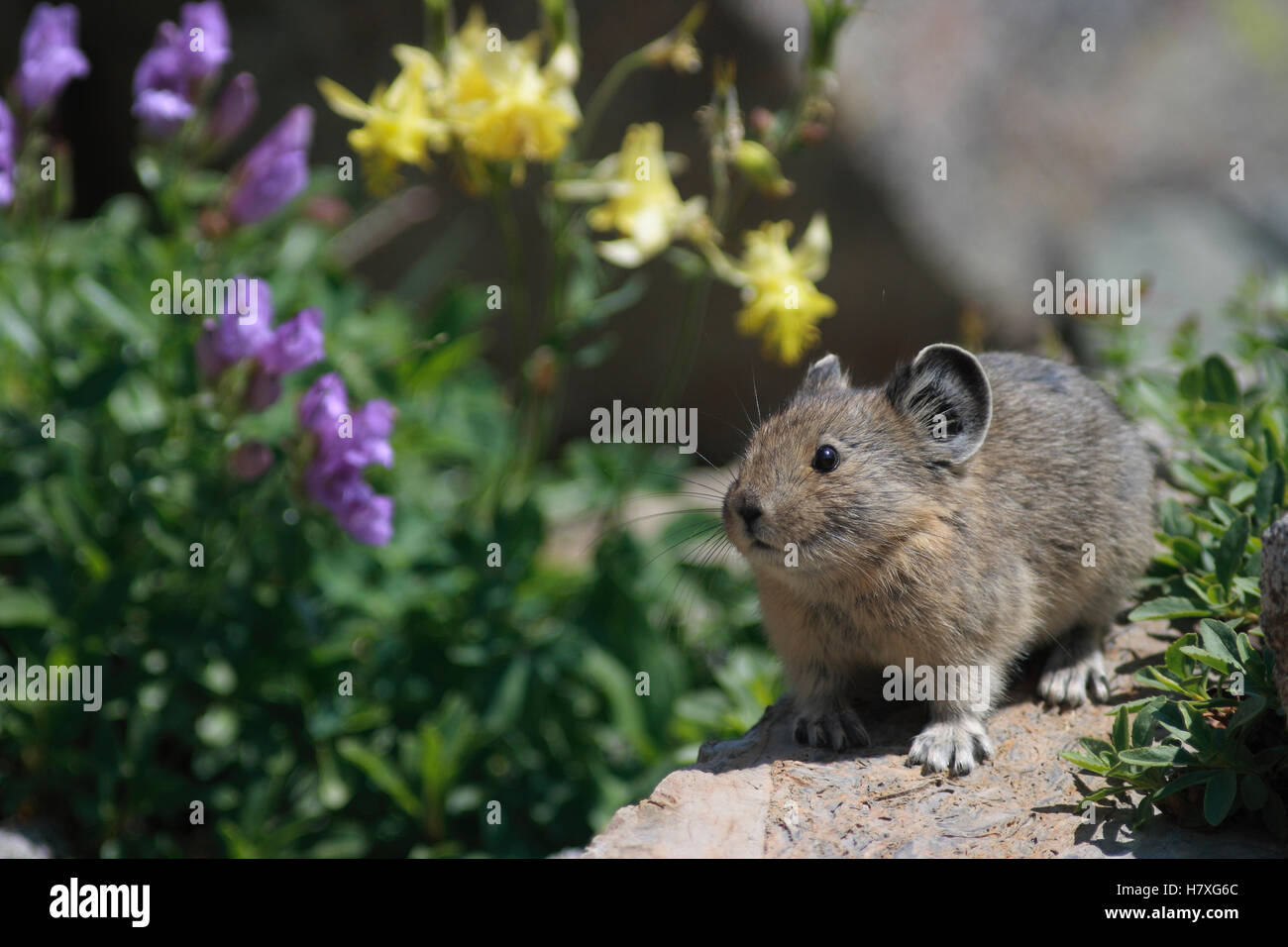 American Pika (Ochotona princeps), Glacier National Park, Montana Stock ...