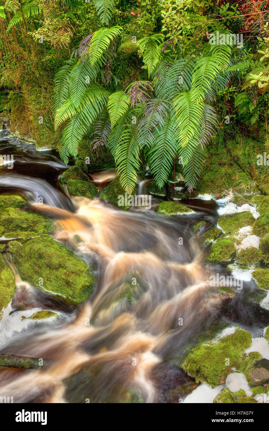 Stream stained brown by organic matter with overhanging ferns, Oparara ...