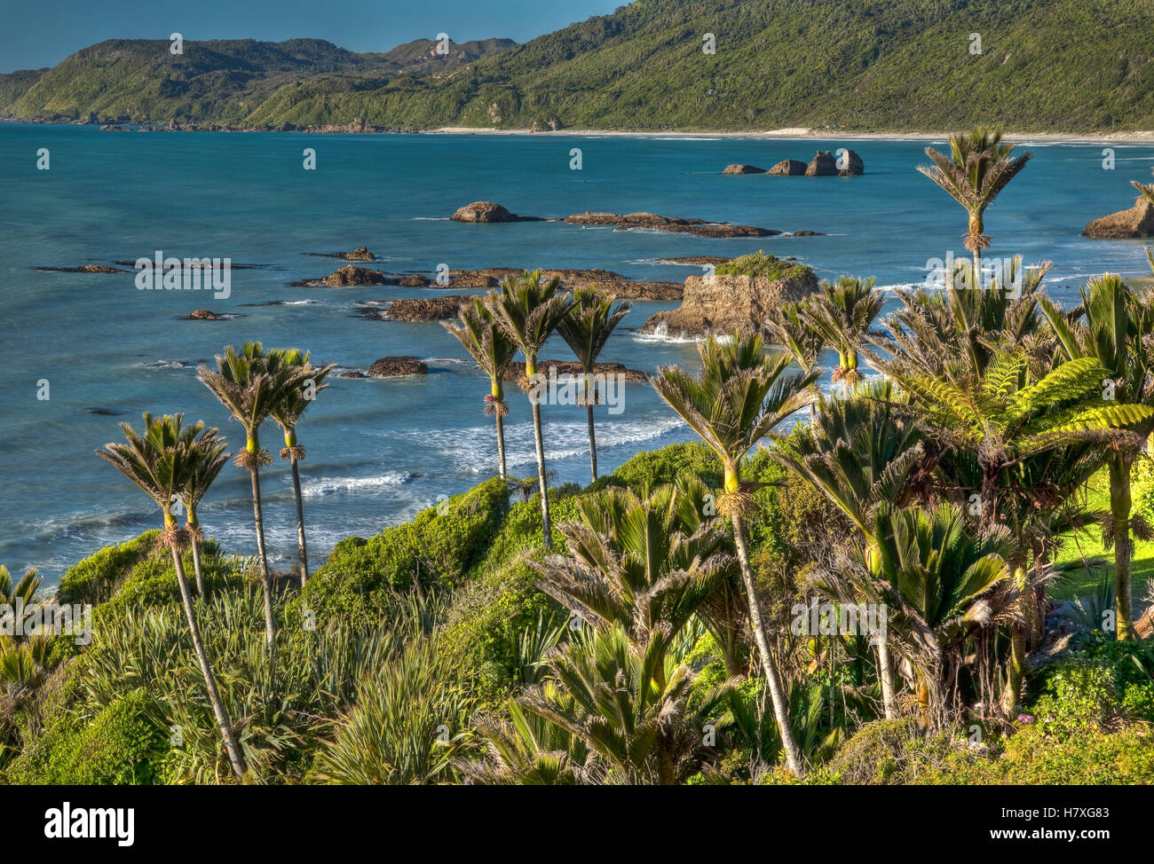 Nikau (Rhopalostylis sapida) palms near Fox River mouth, Woodpecker Bay ...