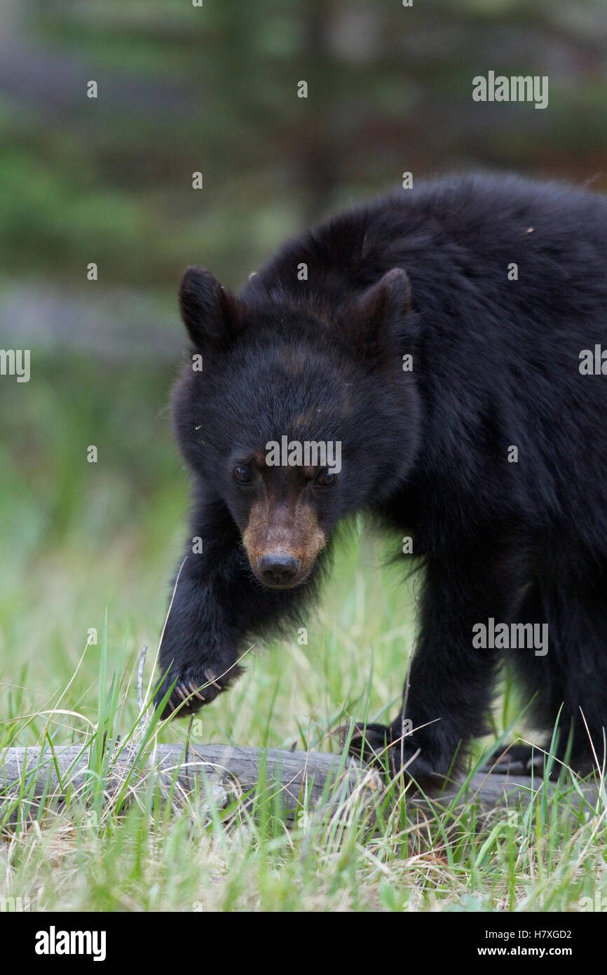 Black Bear (Ursus americanus) yearling cub walking down log, Alberta ...