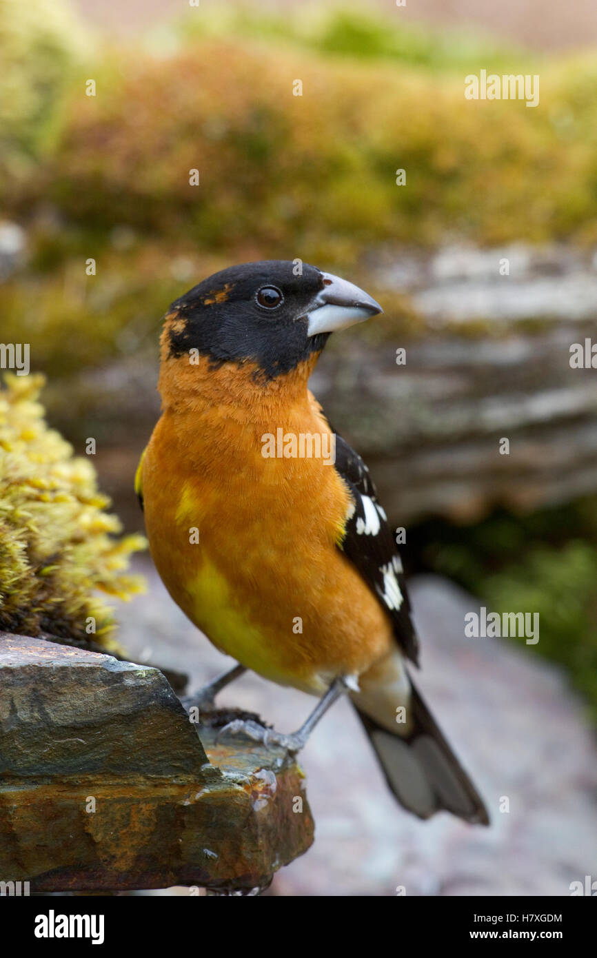 Black-headed Grosbeak (Pheucticus melanocephalus) male, western Montana ...