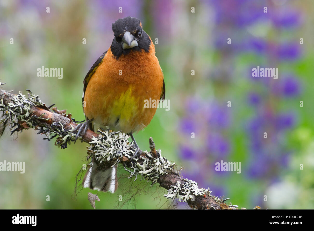Black-headed Grosbeak (Pheucticus melanocephalus) male, western Montana ...