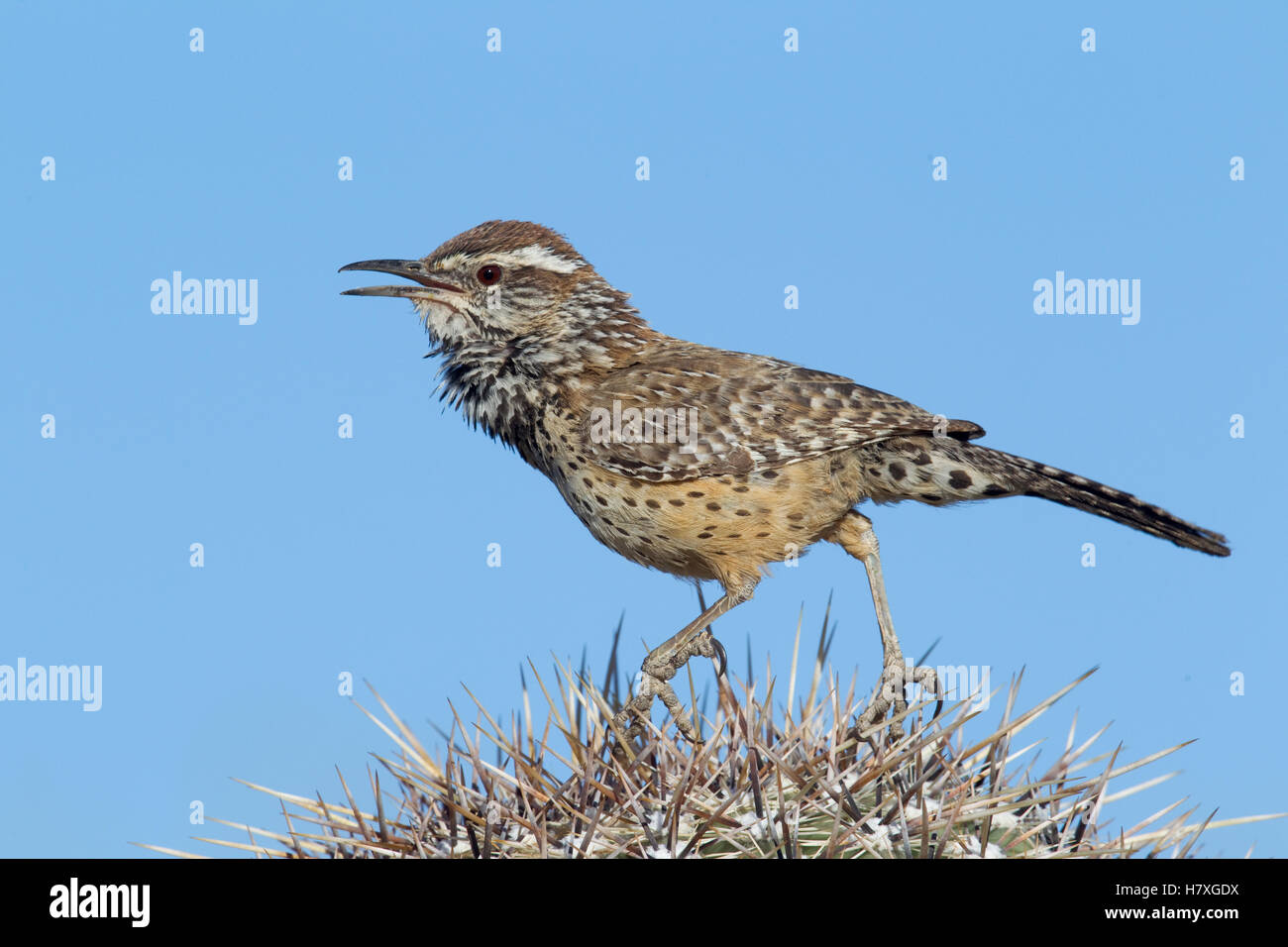 Cactus Wren (Campylorhynchus brunneicapillus) singing from atop a ...