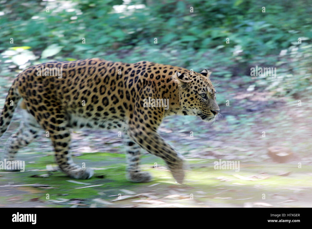 Hunting Panther Stock Photos & Hunting Panther Stock Images - Alamy