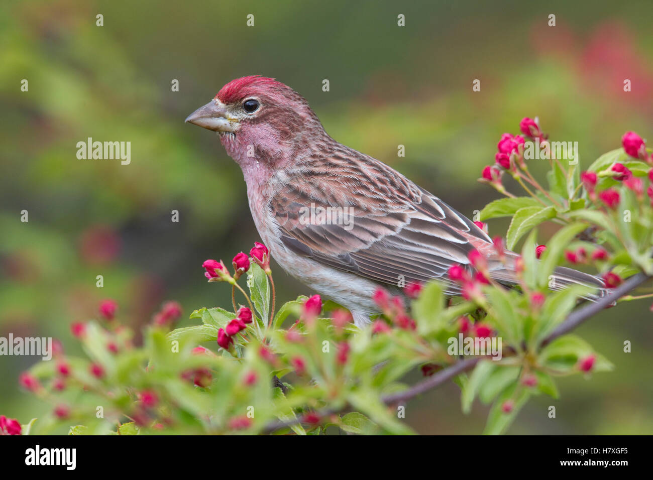 Cassin's Finch (Carpodacus cassinii) male in flowering tree, northwest ...
