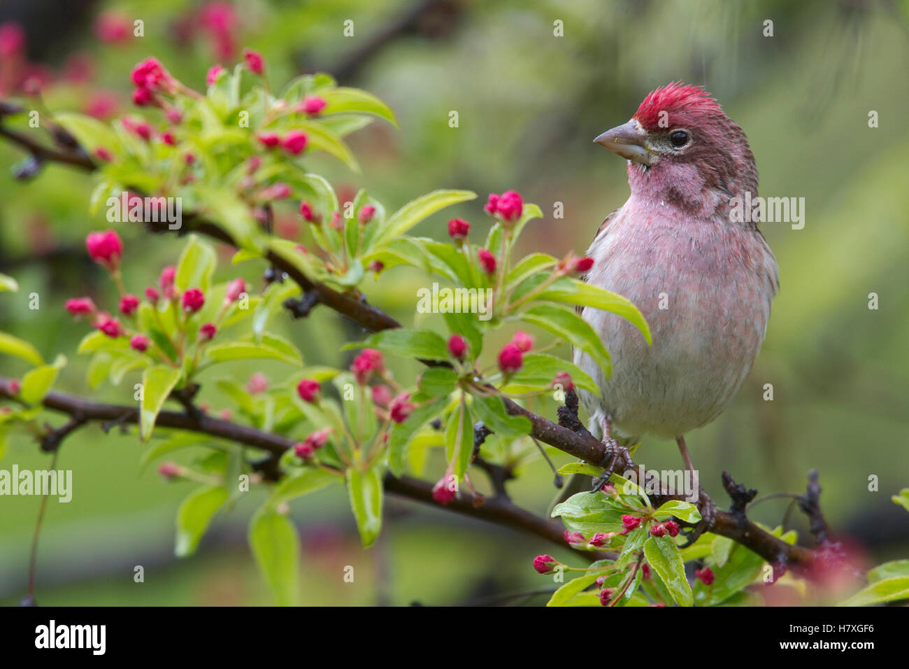 Cassin's Finch (Carpodacus cassinii) male in flowering tree, northwest ...