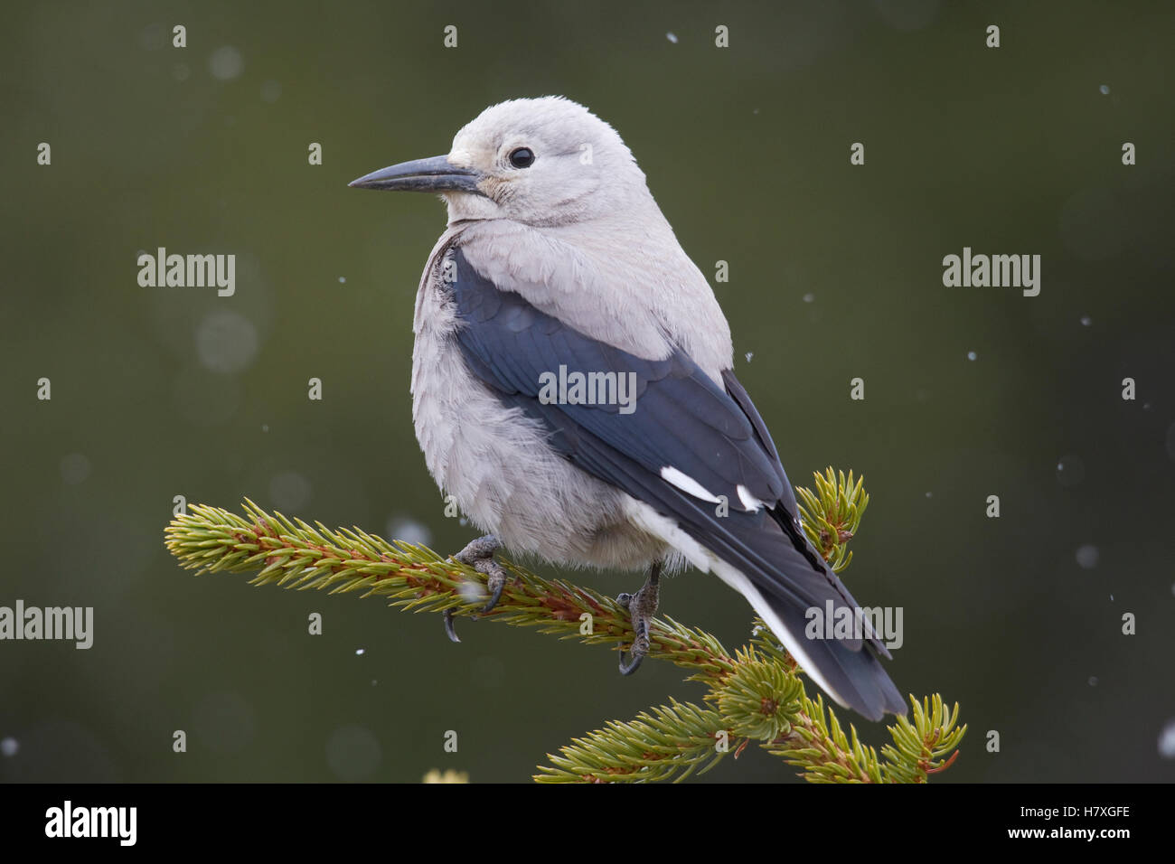 Clark's Nutcracker (Nucifraga columbiana) sitting on a Spruce (Picea sp ...