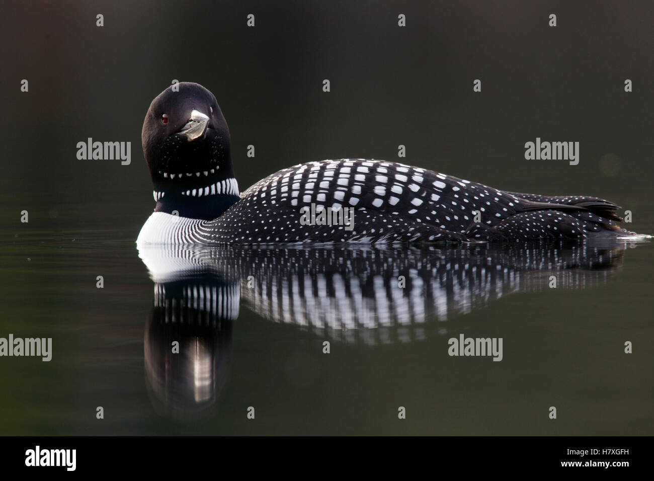 Common Loon (Gavia immer) on a small lake, western Montana Stock Photo ...